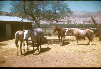 ranch horses | Cascabel Community Center